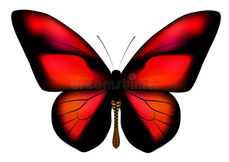 Ejemplo Con La Mariposa Roja Ilustración del Vector - Ilustración de ...