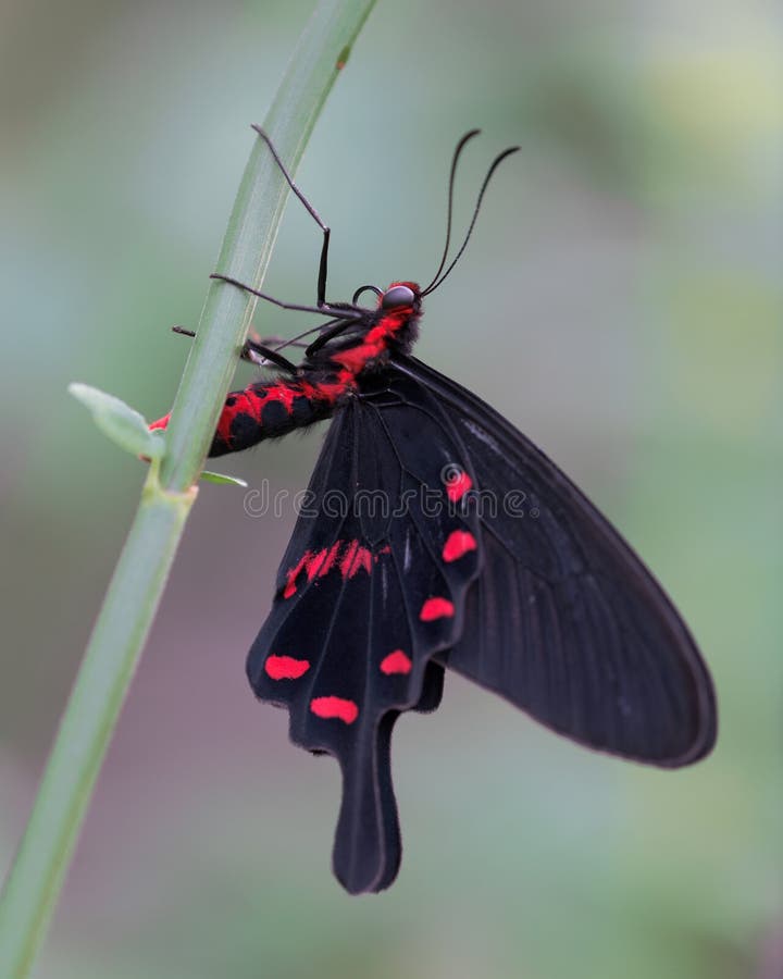 Mariposa Negra Con Los Puntos Rojos Imagen de archivo - Imagen de ...