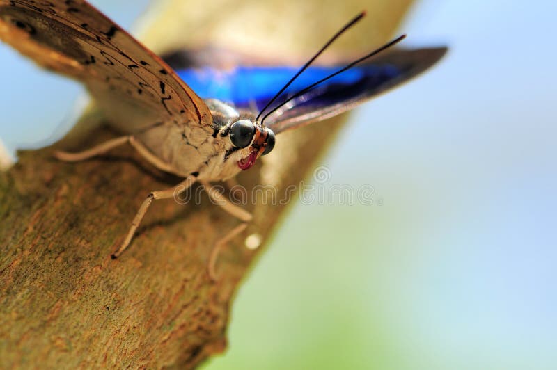 Mariposa Congregada De Rey Shoemaker Foto de archivo - Imagen de ...