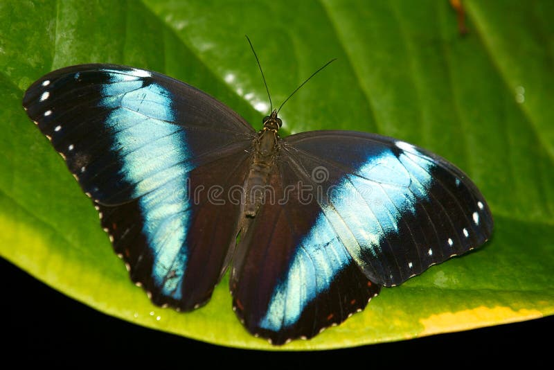 Mariposa - Morpho Achilles Amazonicus Foto de archivo - Imagen de ...