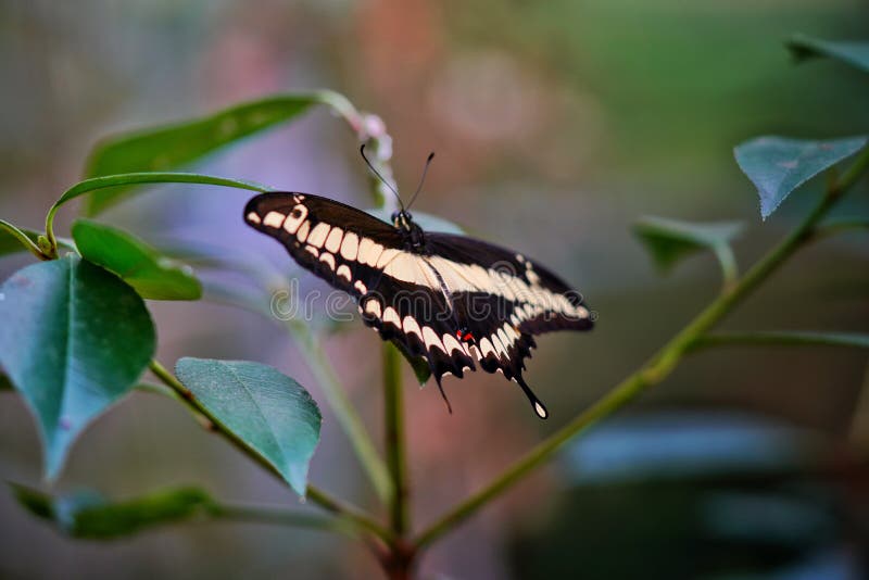 Alas De Una Mariposa Morpho El Vuelo De Mariposas Azules Y Amarillas ...