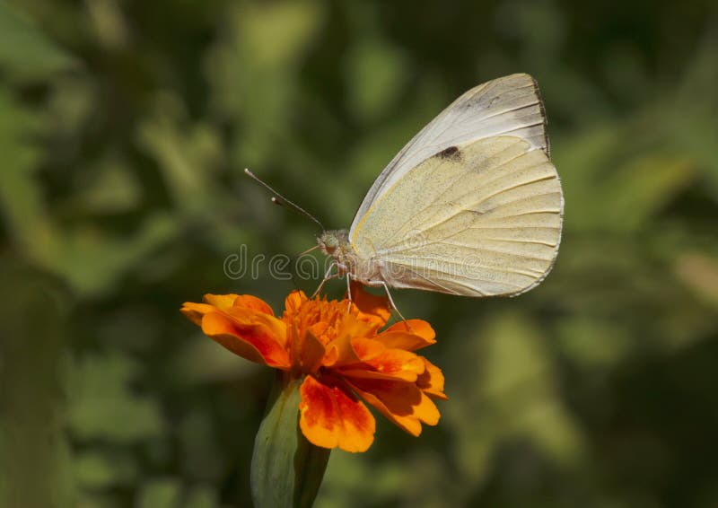 Mariposa de col blanca imagen de archivo. Imagen de animal - 21344367