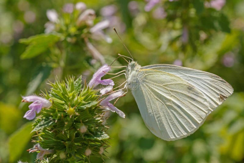 Mariposa de col blanca imagen de archivo. Imagen de animal - 21344367