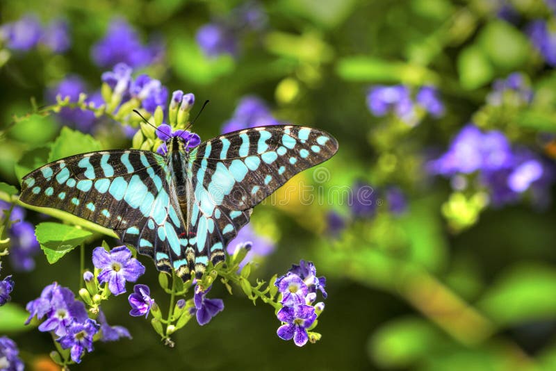 Mariposa de la turquesa foto de archivo. Imagen de suave - 759838