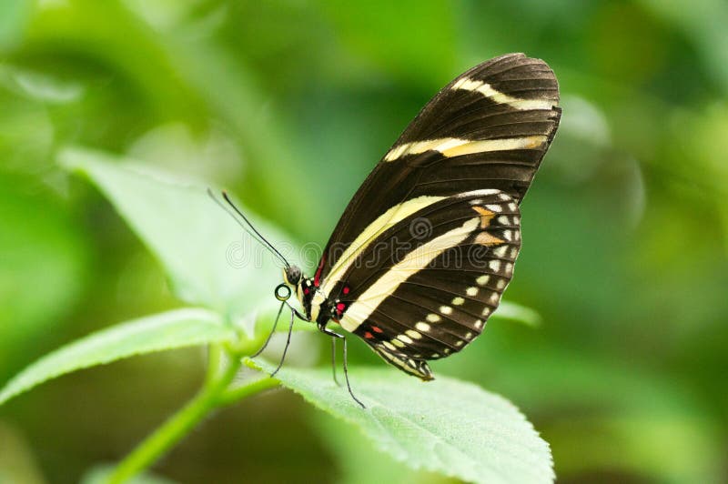 Mariposa De Longwing De La Cebra Foto de archivo - Imagen de insecto ...