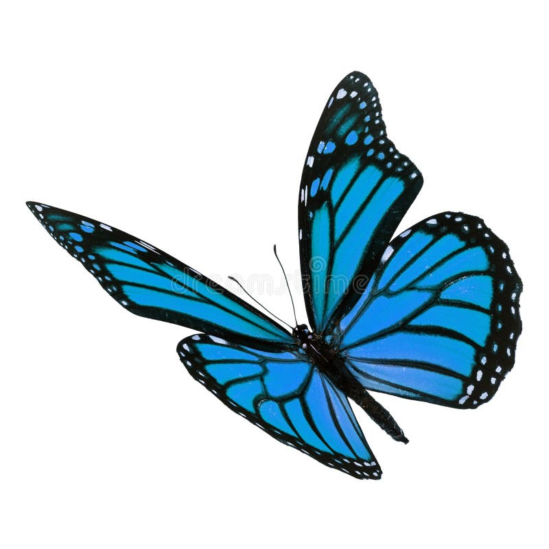 Mariposa De Monarca Azul Hermosa Imagen de archivo - Imagen de ...