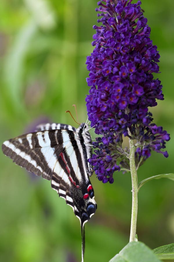 Mariposa De Swallowtail De La Cebra Imagen de archivo - Imagen de copia ...