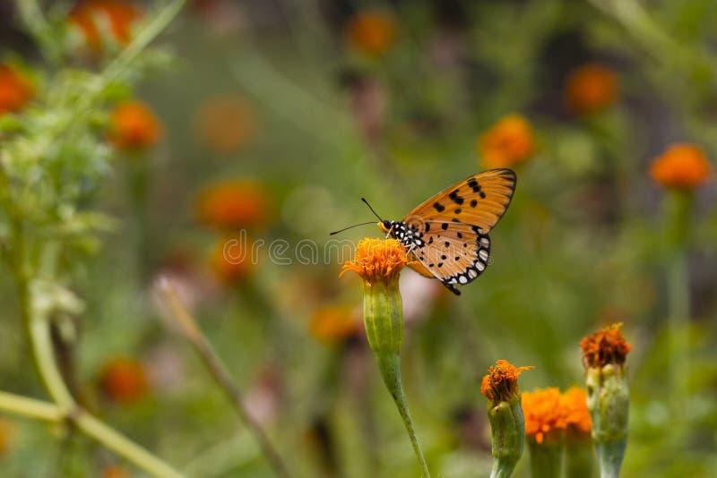 Mariposa Colora - Acraea Terpsicore Imagen de archivo - Imagen de macro ...