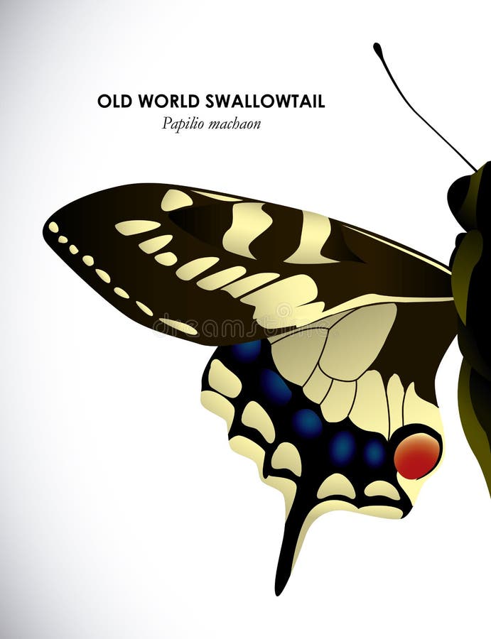 Mariposa Design stock de ilustración. Ilustración de arte - 42486232