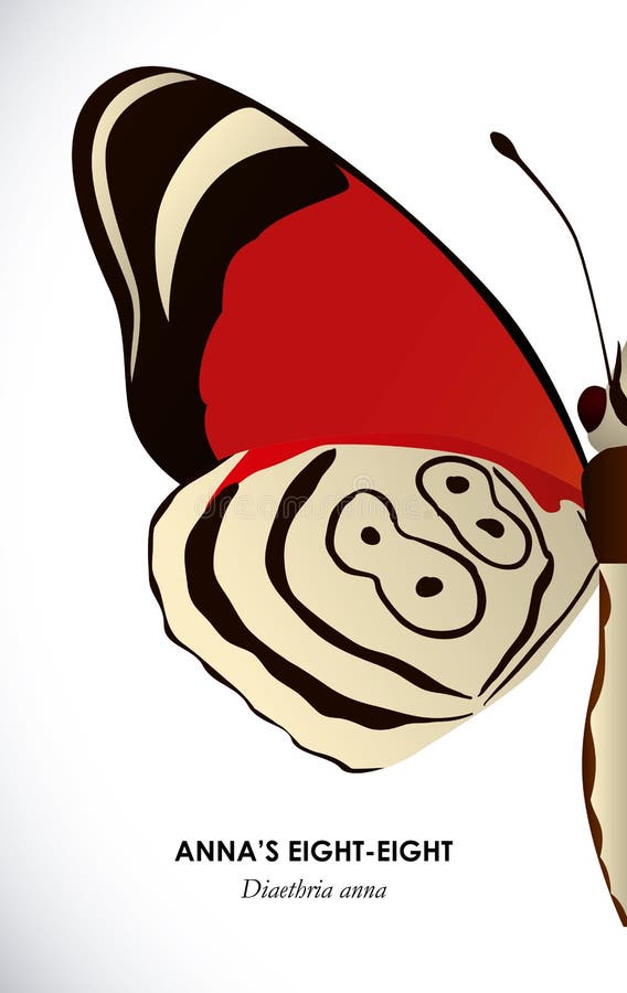 Mariposa Design ilustración del vector. Ilustración de belleza - 42486331