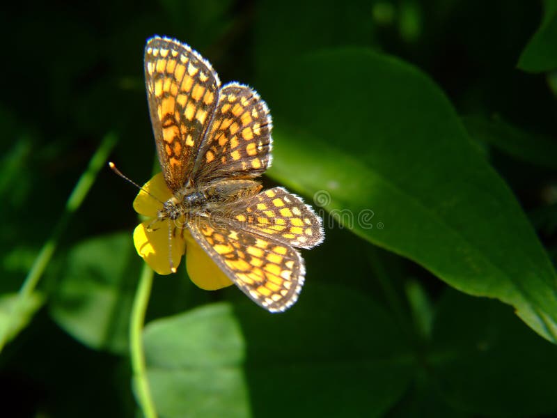 Mariposa en jardín foto de archivo. Imagen de néctar, planta - 814952
