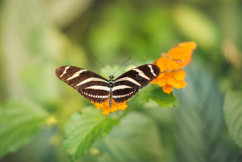 Mariposa En La Flor - Charithonia De Heliconius, La Cebra Longwing Foto ...