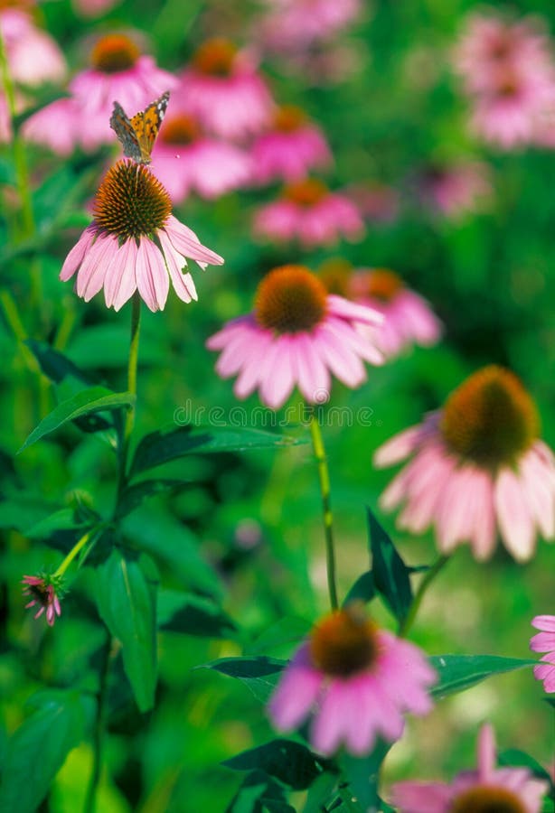 32,573 Color De Rosa Floral Con La Mariposa Fotos de stock - Fotos ...