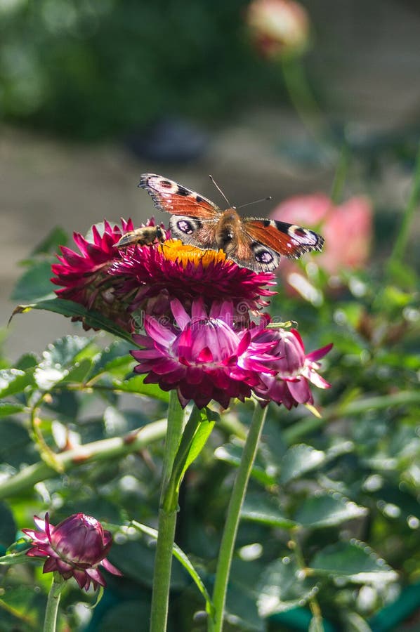 Mariposa En Una Flor Del Jardín Foto de archivo - Imagen de brillante ...