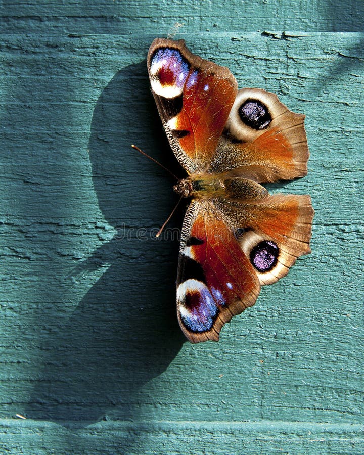 Mariposa Europea Del Pavo Real Imagen de archivo - Imagen de drenaje ...