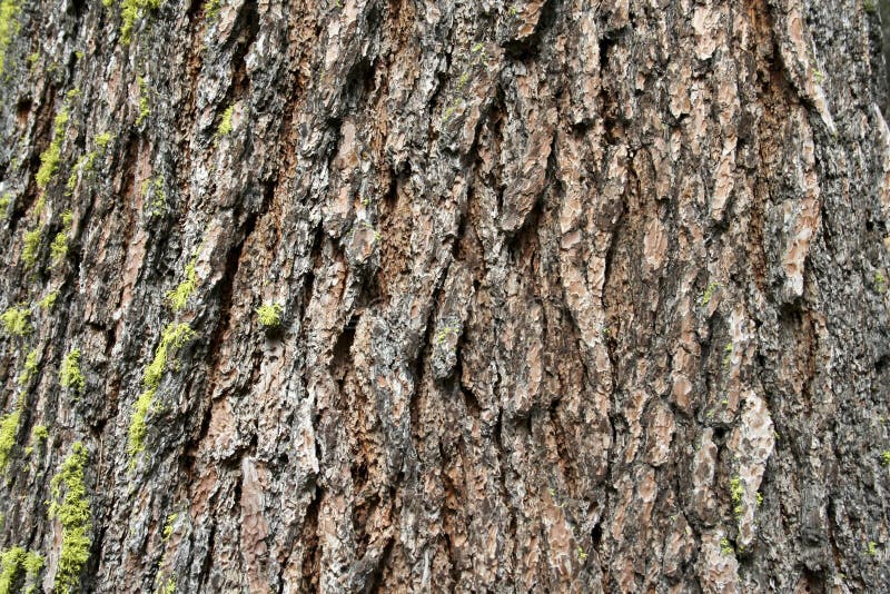 Mariposa Grove Texture stock photo. Image of humongous - 94348686