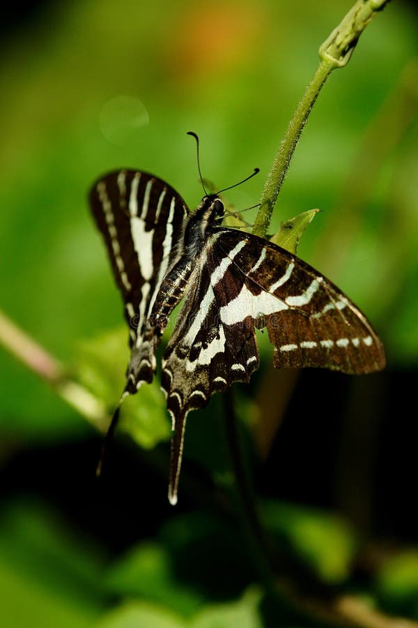 Mariposa, Insectos Hermosos Y Coloridos Imagen de archivo - Imagen de ...