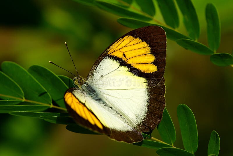 Mariposa, Insectos Hermosos Y Coloridos Imagen de archivo - Imagen de ...