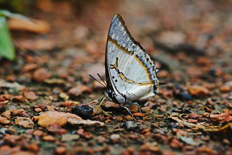 Mariposa, Insectos Hermosos Y Coloridos Imagen de archivo - Imagen de ...