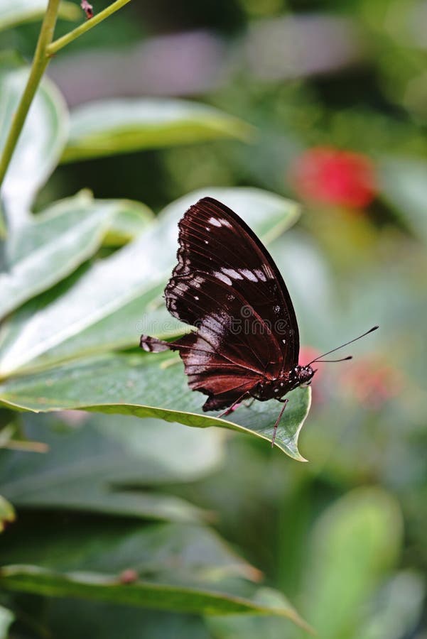 Mariposa, Insectos Hermosos Y Coloridos Imagen de archivo - Imagen de ...