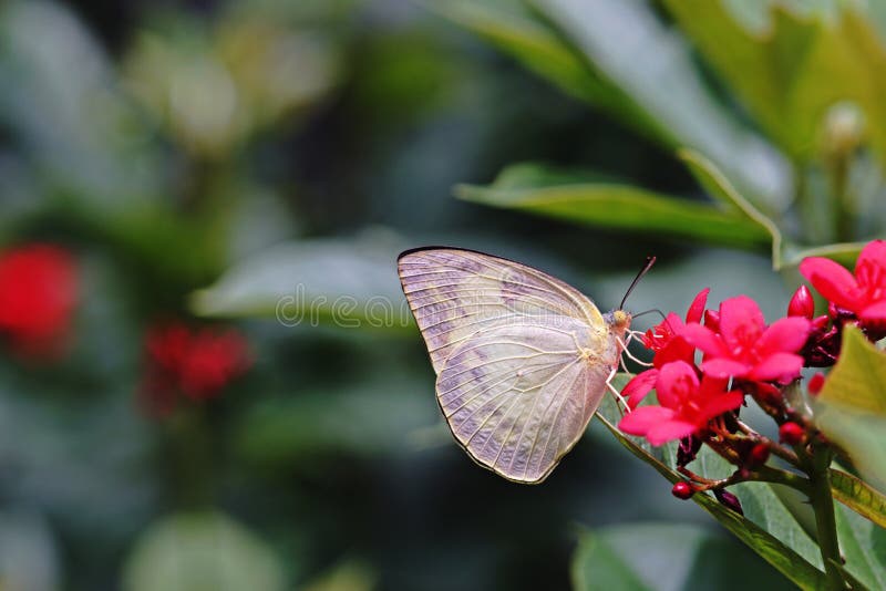 Mariposa, Insectos Hermosos Y Coloridos Foto de archivo - Imagen de ...