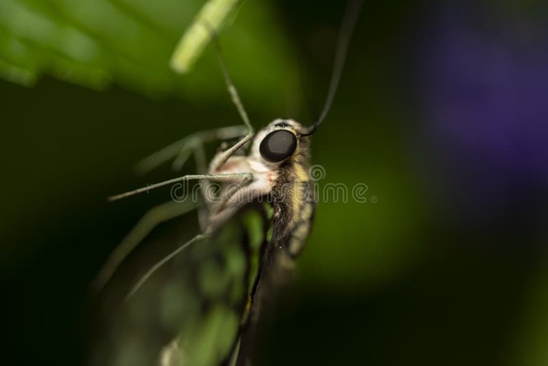 Mariposa jay cola foto de archivo. Imagen de fauna, atado - 253683002