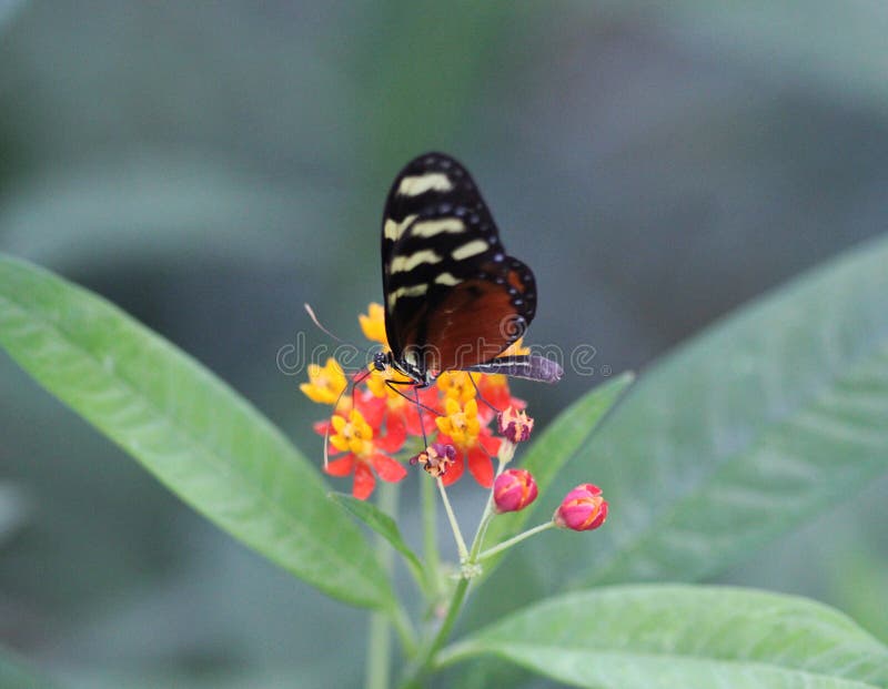 Mariposa Longwing Del Tigre, Hecale De Heliconius Imagen de archivo ...