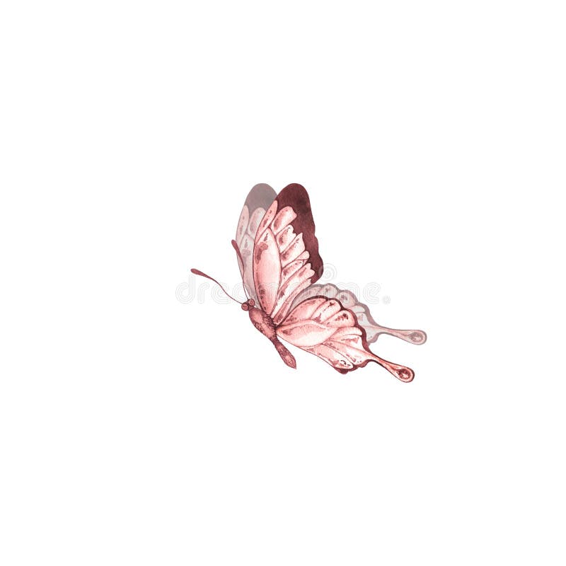 Mariposa Marrón Acuarela Sobre Fondo Blanco Stock de ilustración ... Mariposa Marrón Acuarela Sobre Fondo Blanco Stock de ilustración ...