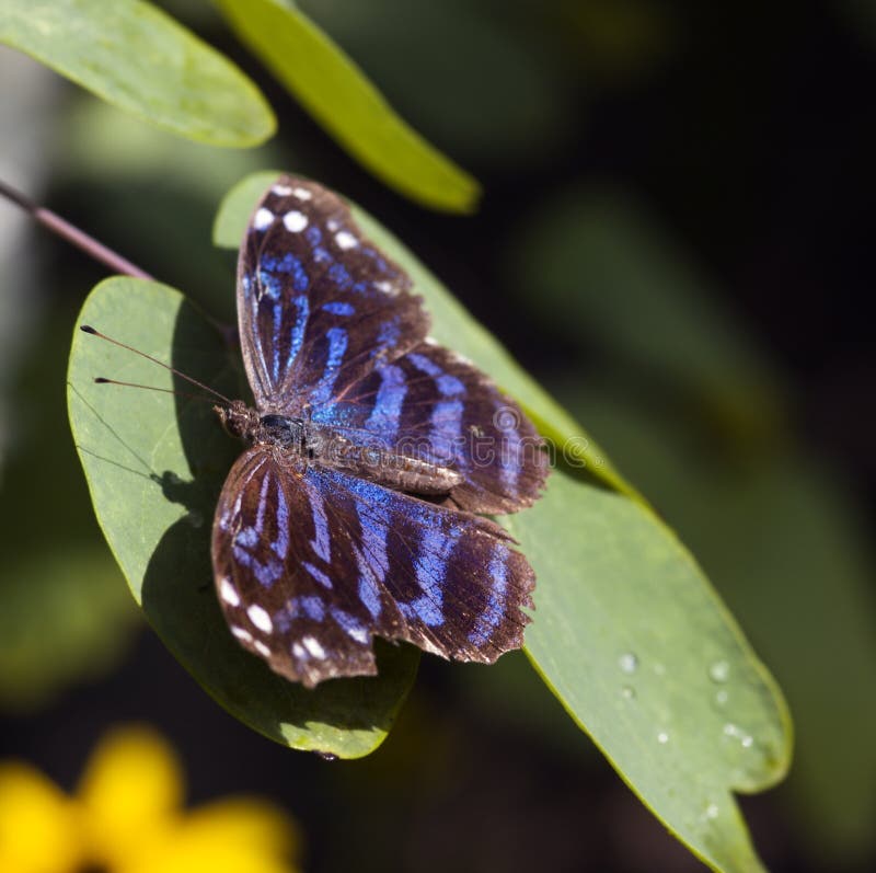 Mariposa Aliazul Mexicana (Myscelia Ethusa) Foto de archivo - Imagen de ...