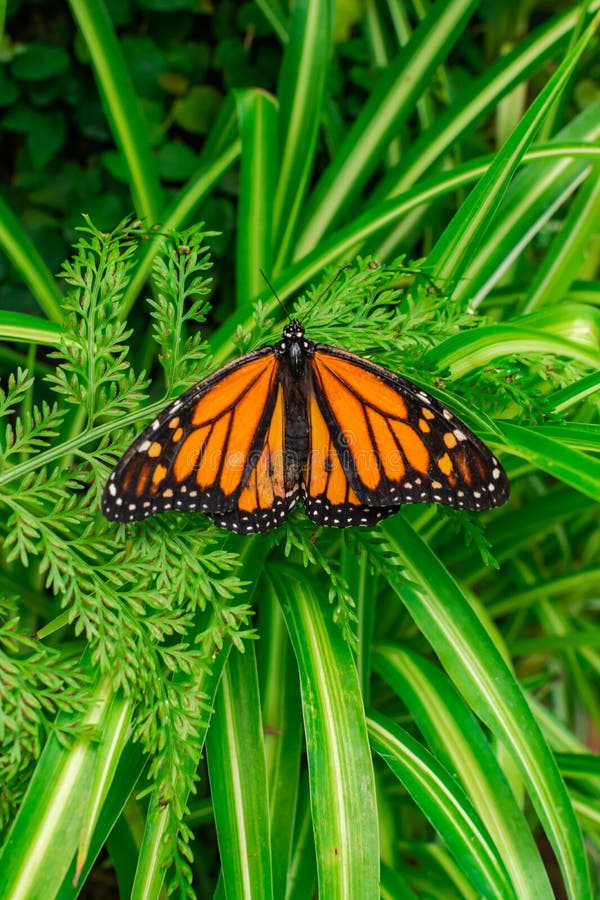 Mariposas Monarcas, Danaus Plexippus, Con Alas Abiertas Foto de archivo ...