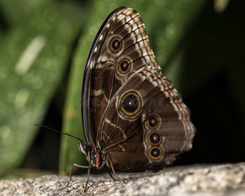 Mariposa morfo azul foto de archivo. Imagen de animal - 269784222