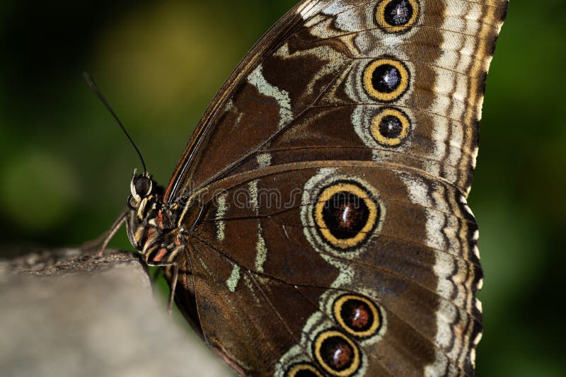 Mariposa morfo azul foto de archivo. Imagen de vuelo - 301724294