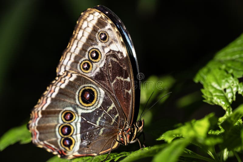 Mariposa morfo azul foto de archivo. Imagen de delicado - 310612890