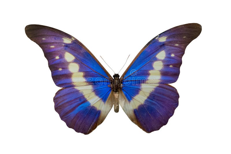 Mariposa de Morpho Helena foto de archivo. Imagen de blanco - 955724