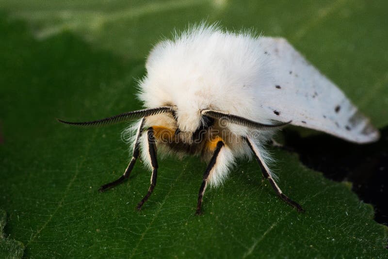 337 Mariposa Peluda Fotos de stock - Fotos libres de regalías de Dreamstime