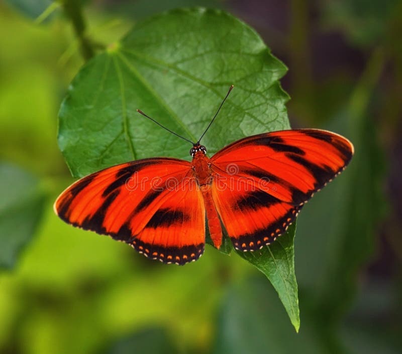 Mariposa roja imagen de archivo. Imagen de anaranjado - 25742173