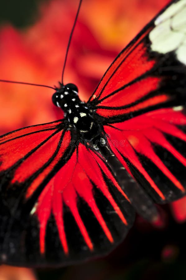 Mariposa Roja Del Dora Del Heliconius Imagen de archivo - Imagen de ...