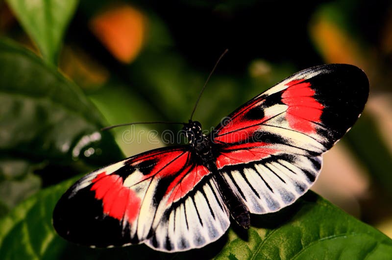 Mariposa Roja, Negra Y Blanca De Longwing, Llave Del Piano Foto de ...