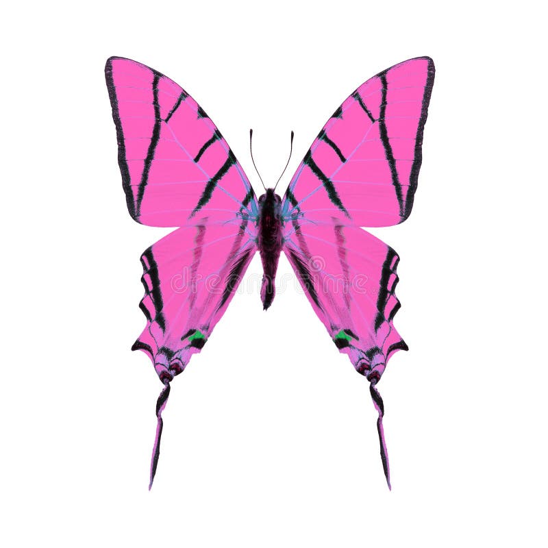 Mariposa rosada imagen de archivo. Imagen de color, insecto - 46585963