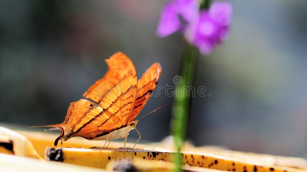 Mariposa Rubicunda De Daggerwing Foto de archivo - Imagen de standing ...