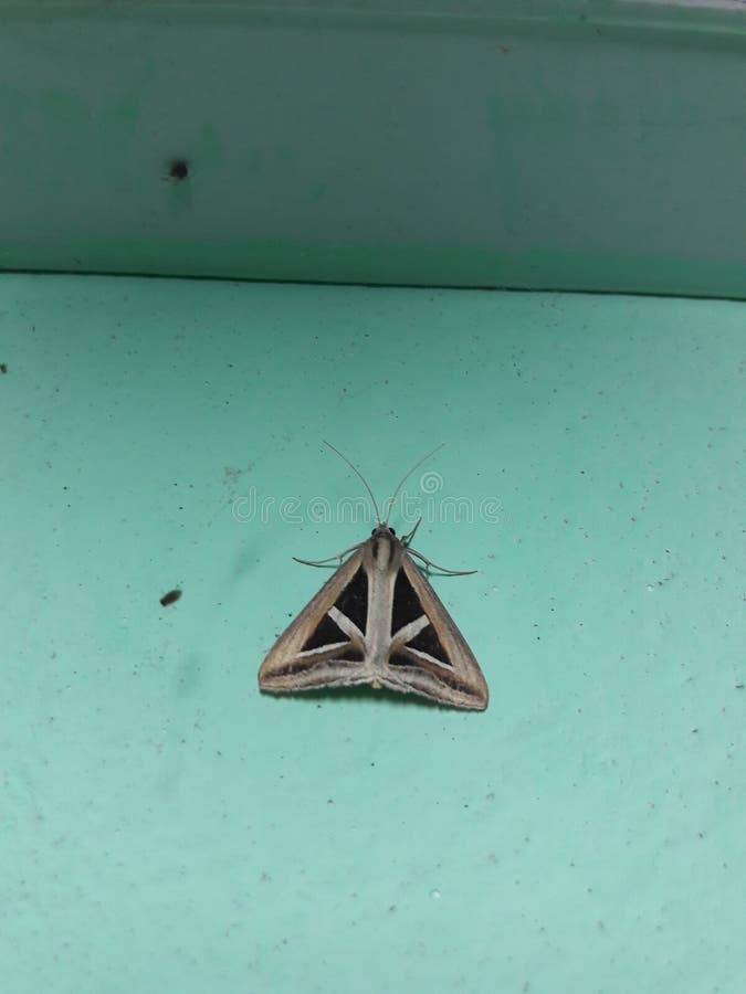 Mariposa triangular imagen de archivo. Imagen de pared - 143588389