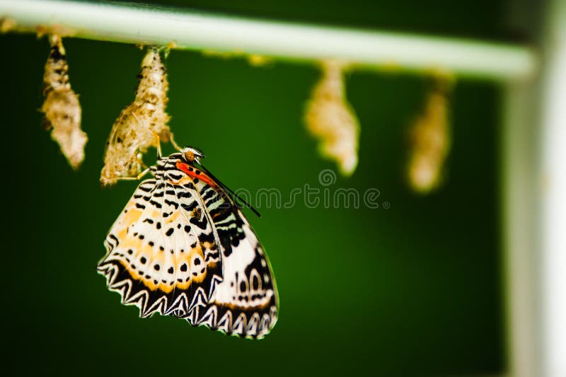 Mariposa y capullo imagen de archivo. Imagen de capullo - 26051825