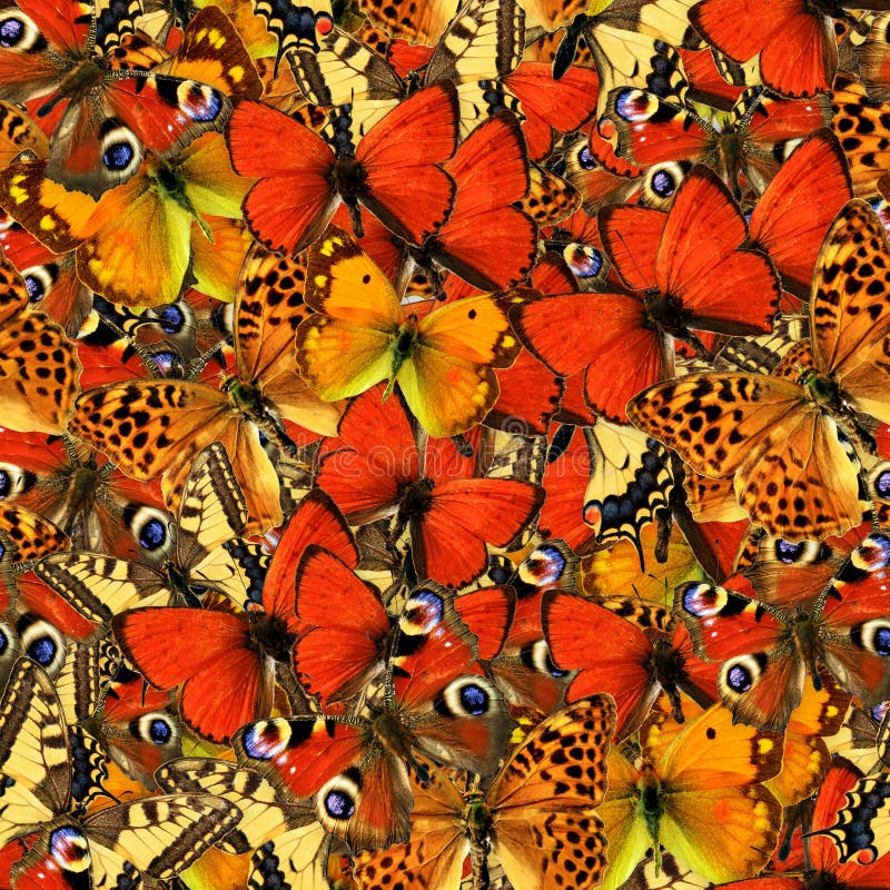 Muchas diversas mariposas foto de archivo. Imagen de negro - 50862174