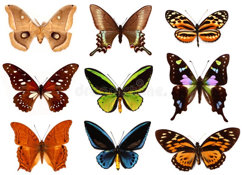 Mariposas de Colorfull imagen de archivo. Imagen de aislado - 27413759