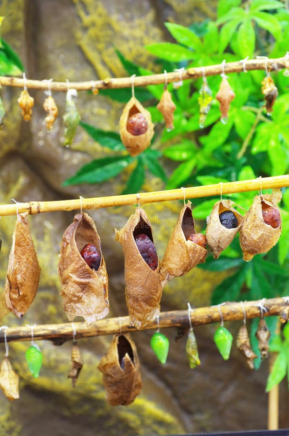 Capullos imagen de archivo. Imagen de animal, vuelo, anaranjado - 2600057