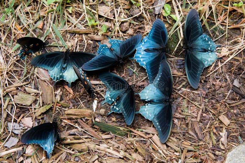 392 Mariposas Azul Turquesa Fotos de stock - Fotos libres de regalías ...