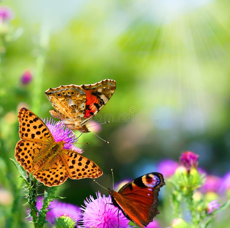 5,856 Flores Y Mariposas Rojas Fotos de stock - Fotos libres de ...