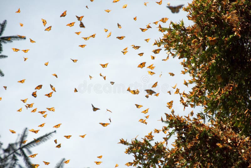 Mariposas Monarca Migrando En MichoacÃ¡n Foto de archivo - Imagen de ...