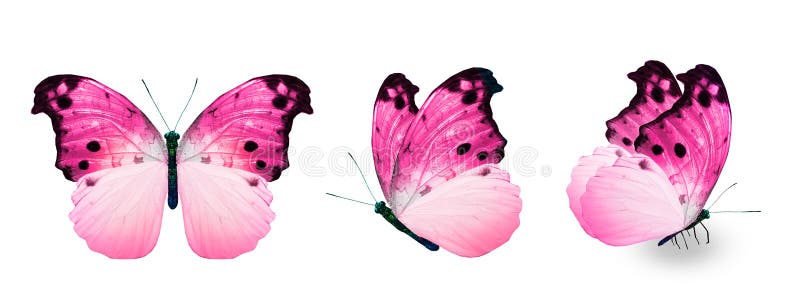 Mariposas Monarcas De Color Aisladas En Blanco Stock de ilustración ...
