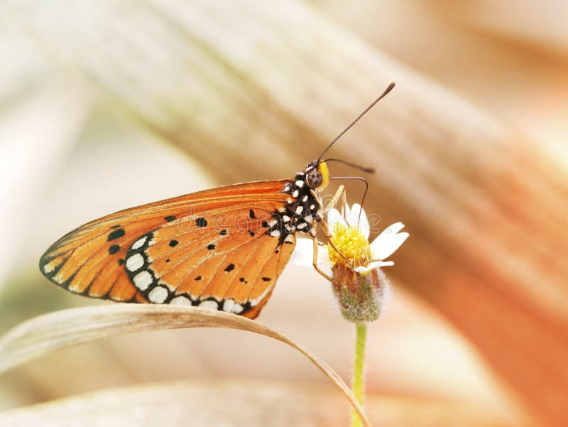 Mariposas Volando Sobre Las Flores Foto de archivo - Imagen de insecto ...